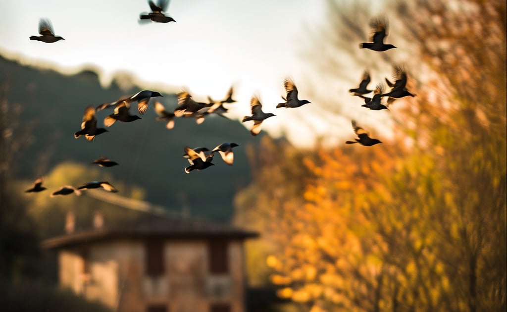 Birdwatching Italy: Uncover Coastal Havens & Birdwatching Opportunities ...